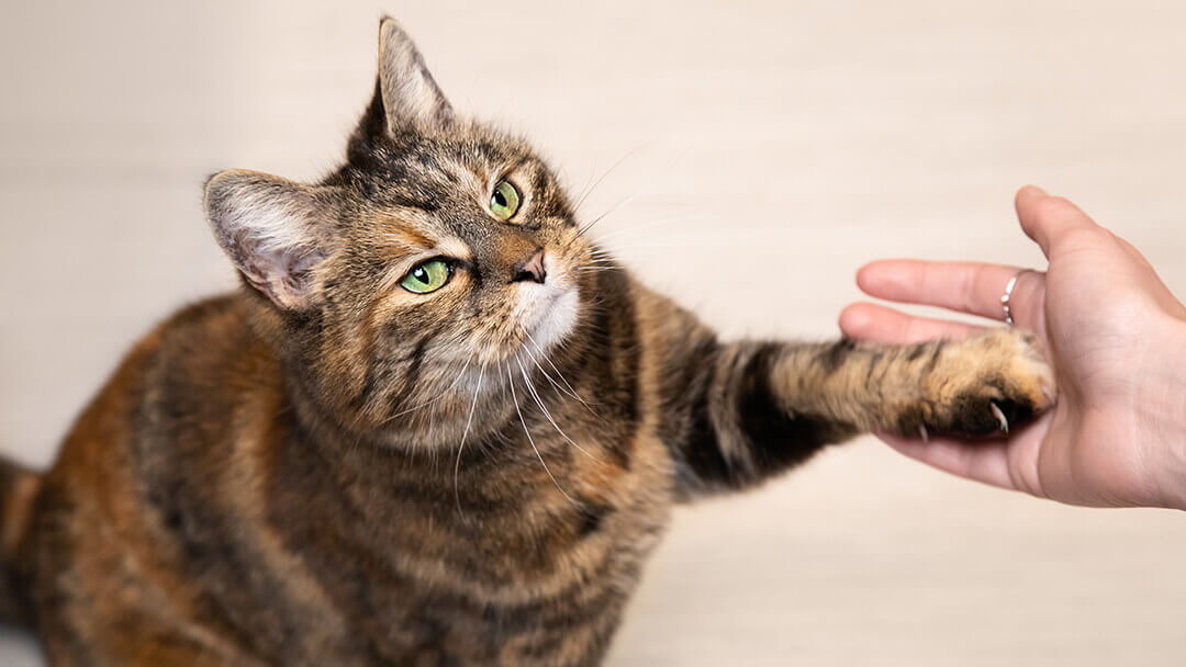 Brown Cat Giving Its Paw To The Owner